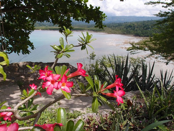 Healing Wonders Of Herbs: TO TREAT ASTHMA