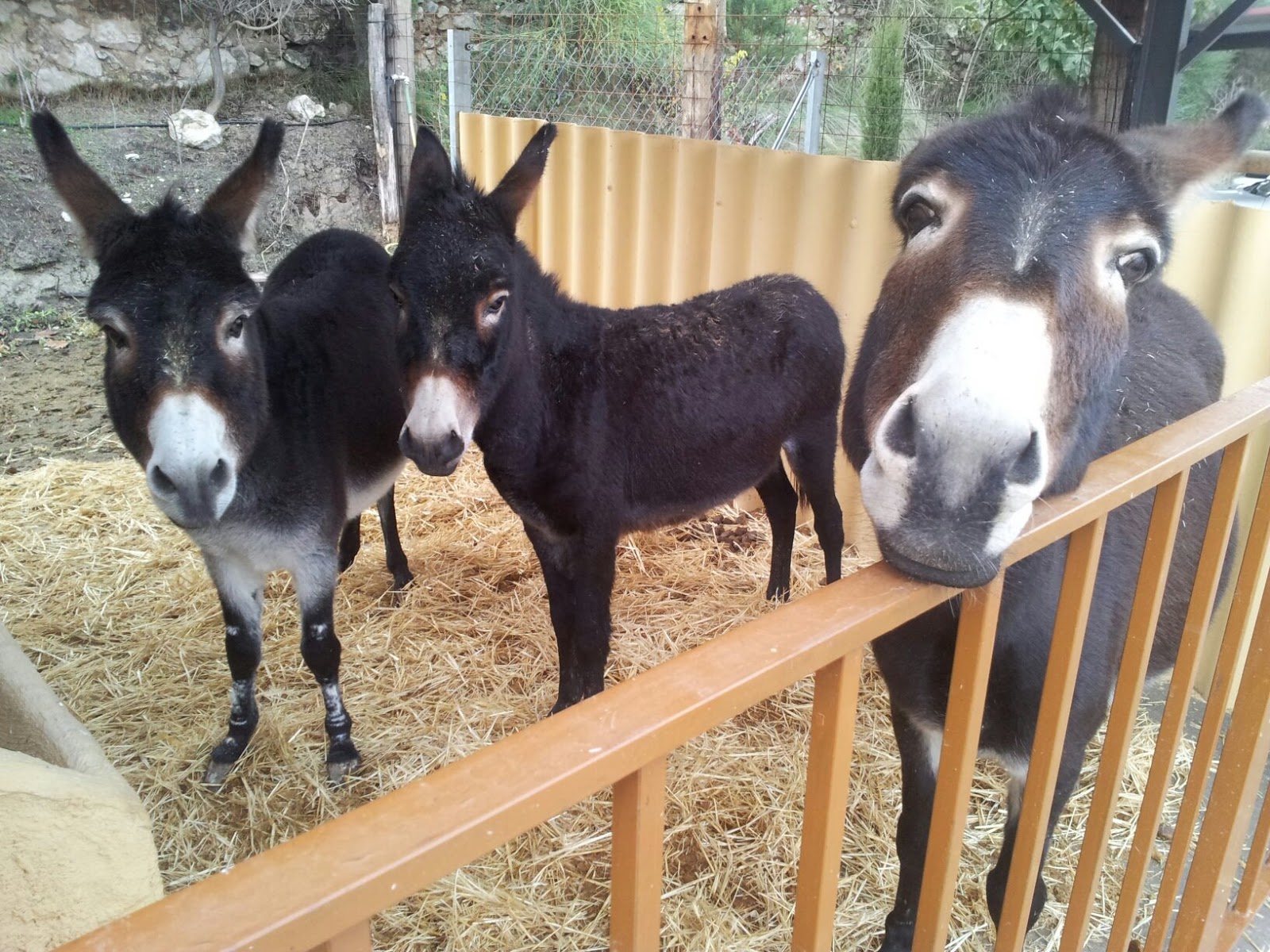 Hotel Rural El Borbotón : PUENTE DE DICIEMBRE EN EL BORBOTÓN