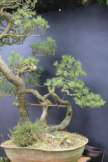 wildwoodbonsai: Triple trunk Pinus sylvestris var Scotia