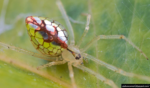 Labah-labah Ini Punyai Cermin di Tubuhnya. - Gaban Comel