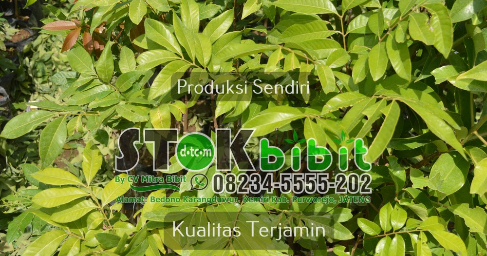 cara gambar jeruk cara reproduksi jeruk | Nama latin jeruk kingkit ...