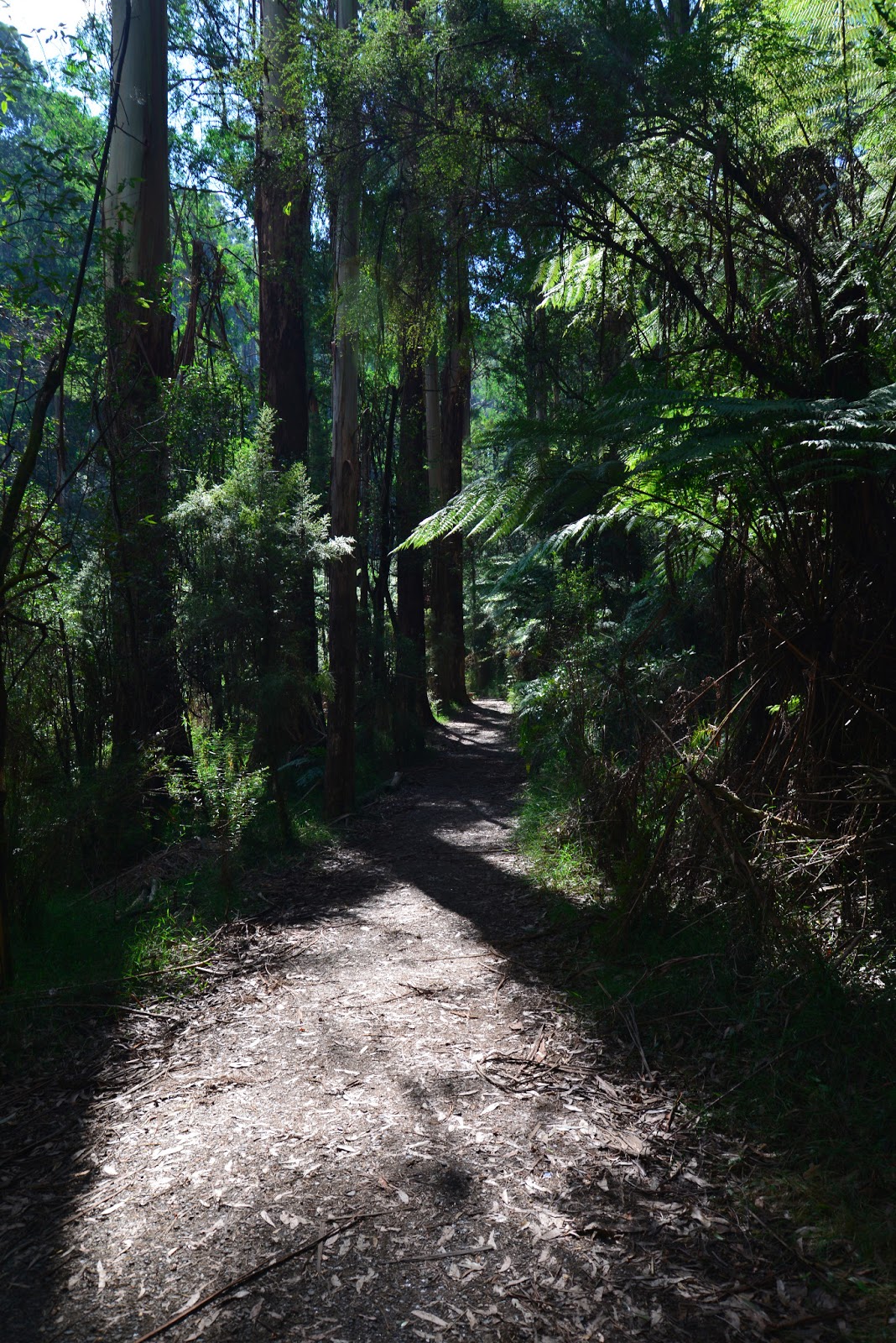 walkabouters club of victoria inc: Sherbrooke Forest, Dandenong Ranges ...