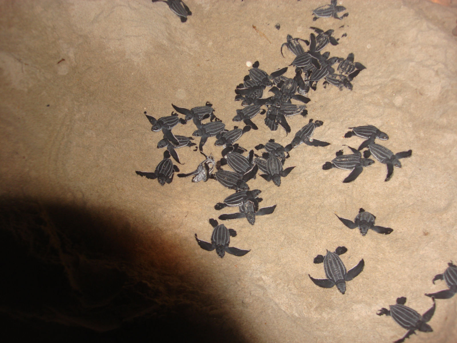 fundacionideagenial: CRUZADA MARGARITEÑA POR LA TORTUGA CARDÓN