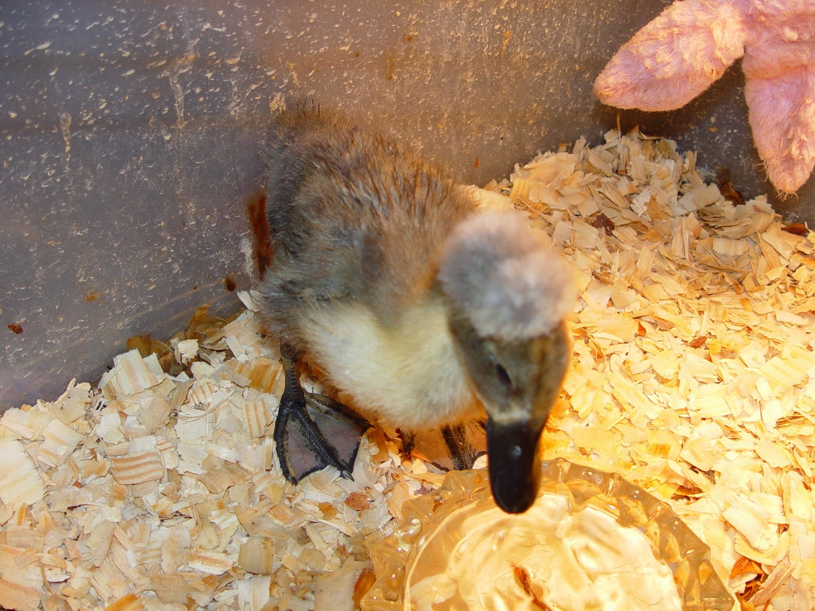 Astrex Rabbits Curly Wavy Bunnies
