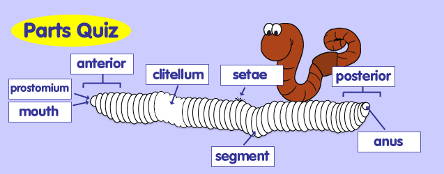 Gallery for Educators: November Story Lab: Diary of a Worm (includes graphics)
