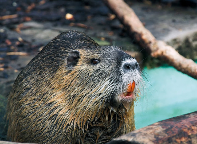 Nutria | The Biggest Animals Kingdom