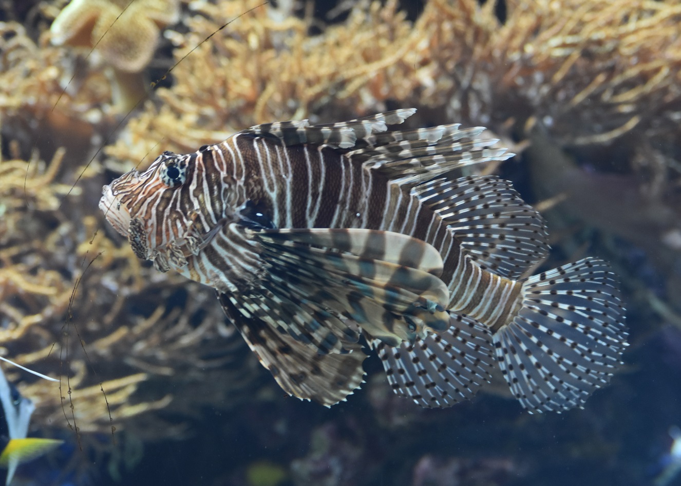 ZOOTOGRAFIANDO (6.100 ANIMALS): PEZ LEÓN COLORADO / RED LIONFISH ...