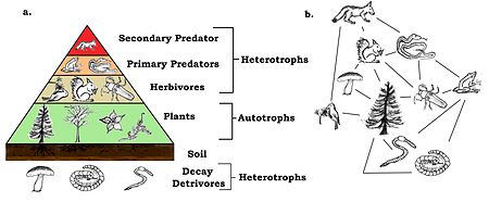 SCIENCE YEAR 5 : TROPHIC LEVELS