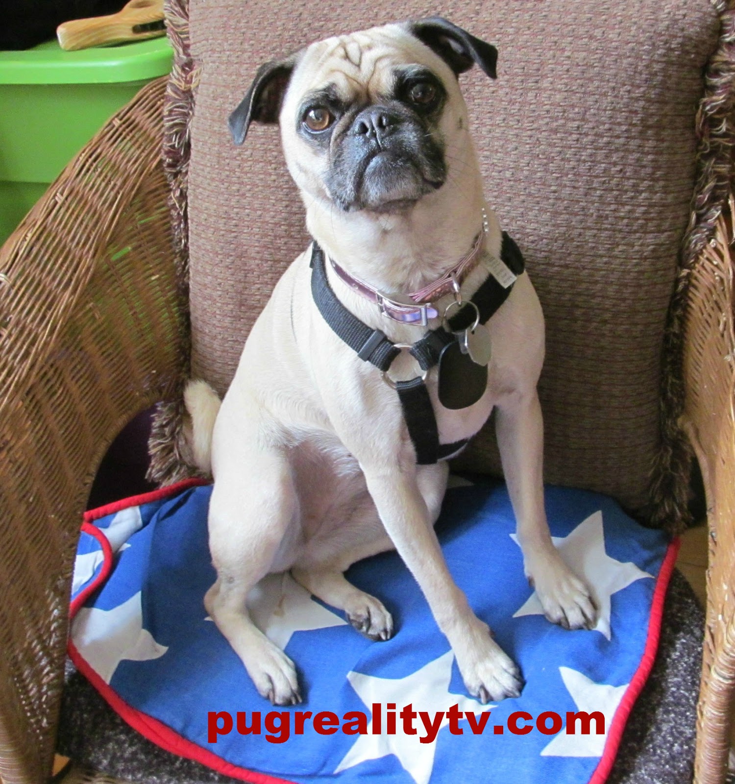 Pug Reality TV: Happy 4th of July! Plus Exclusive: Synchronized Pug ...