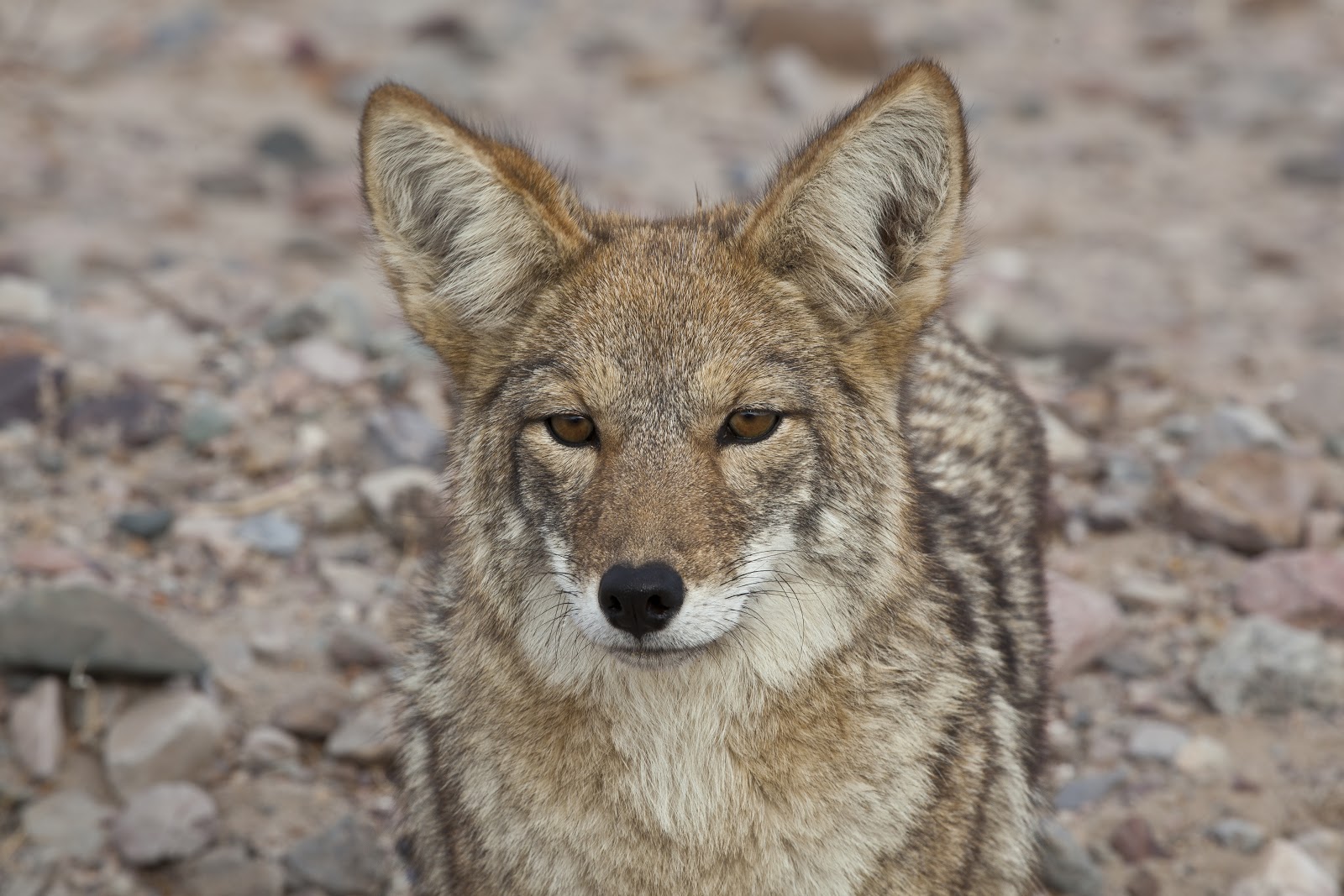 Spare Parts and Pics: Death Valley Coyote