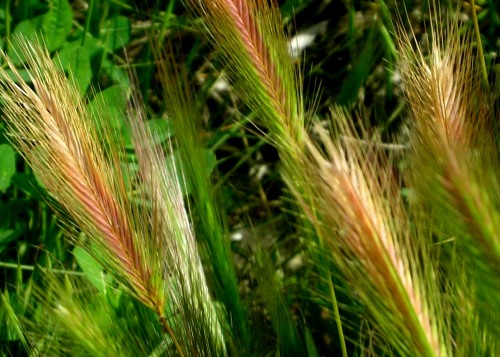 Nature Abhors a Garden: Red Three Awn Grass