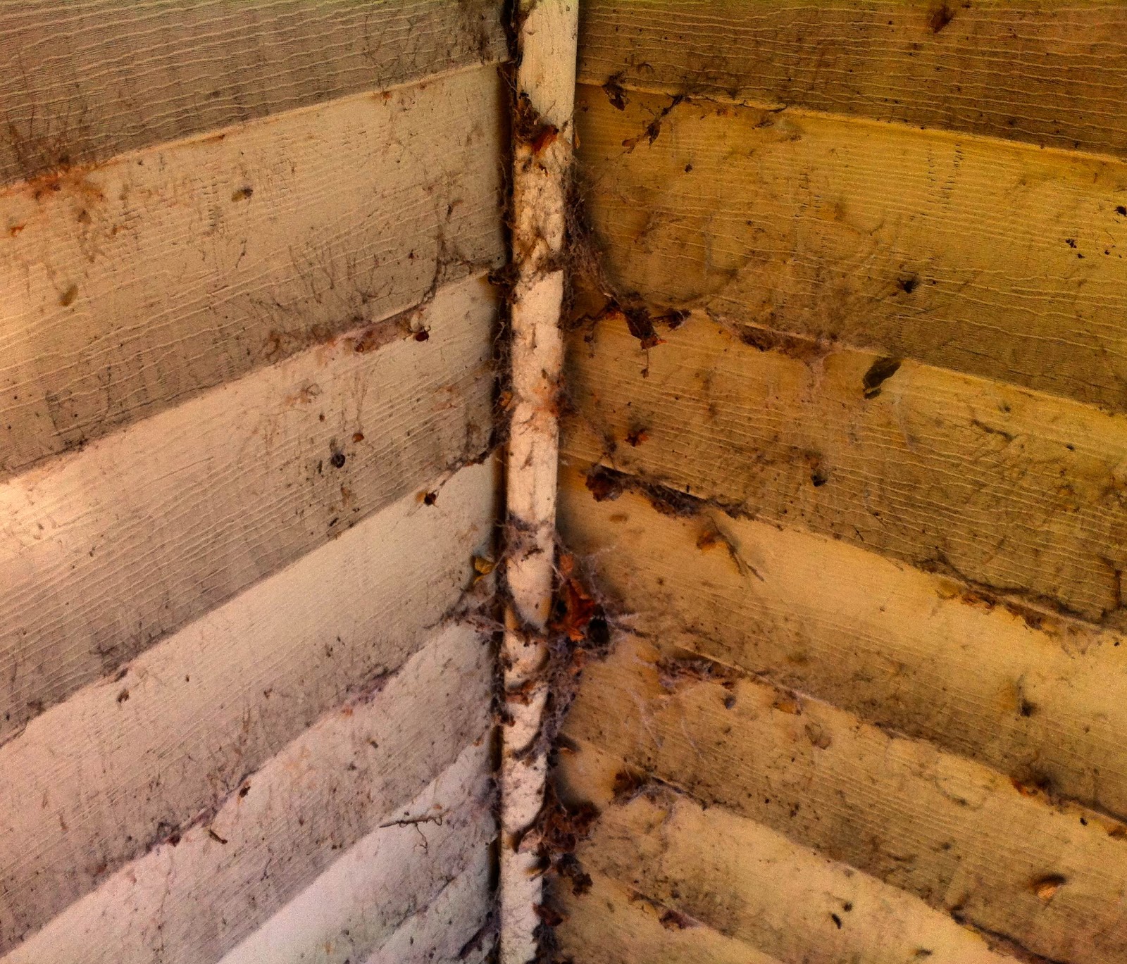 Focal Point : Micachu & The Shapes