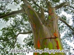 "RAINBOW EUCALYPTUS" POKOK YANG BERWARNA PELANGI (Wordless Wednesday ...