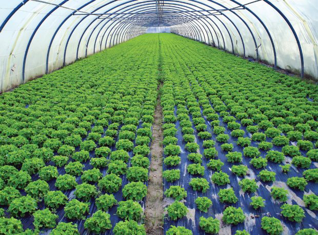 Pengertian Agribisnis | Pengertian ILMU