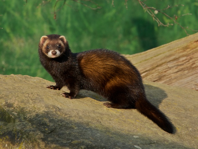 British Wildlife Centre ~ Keeper's Blog: European Polecat; Conservation