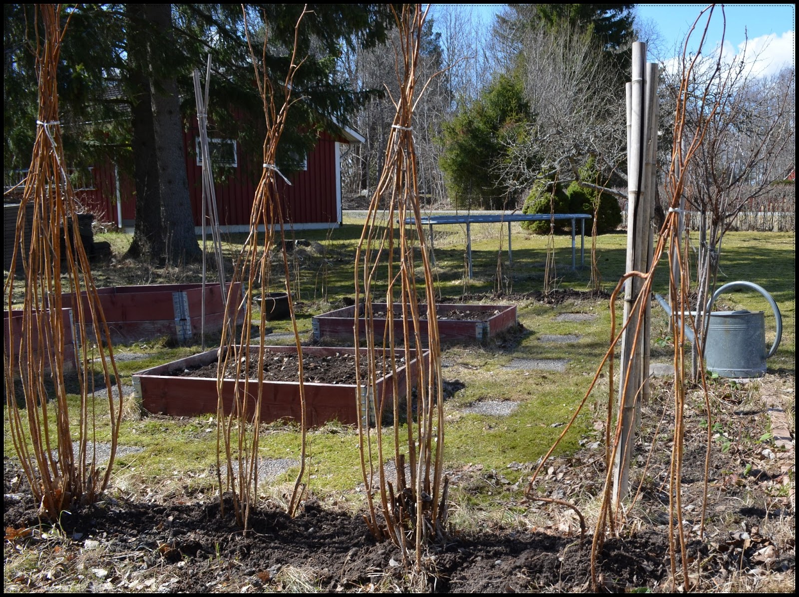 Garden of Sense: Uppbindning av hallon