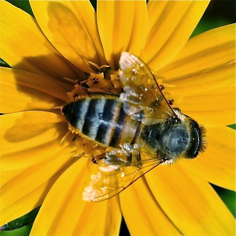 The World According to Mochi: Bee Back in Force