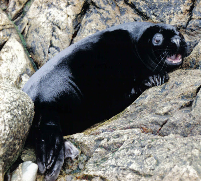 15 Fascinating melanistic animals (15 pics) | Amazing Creatures