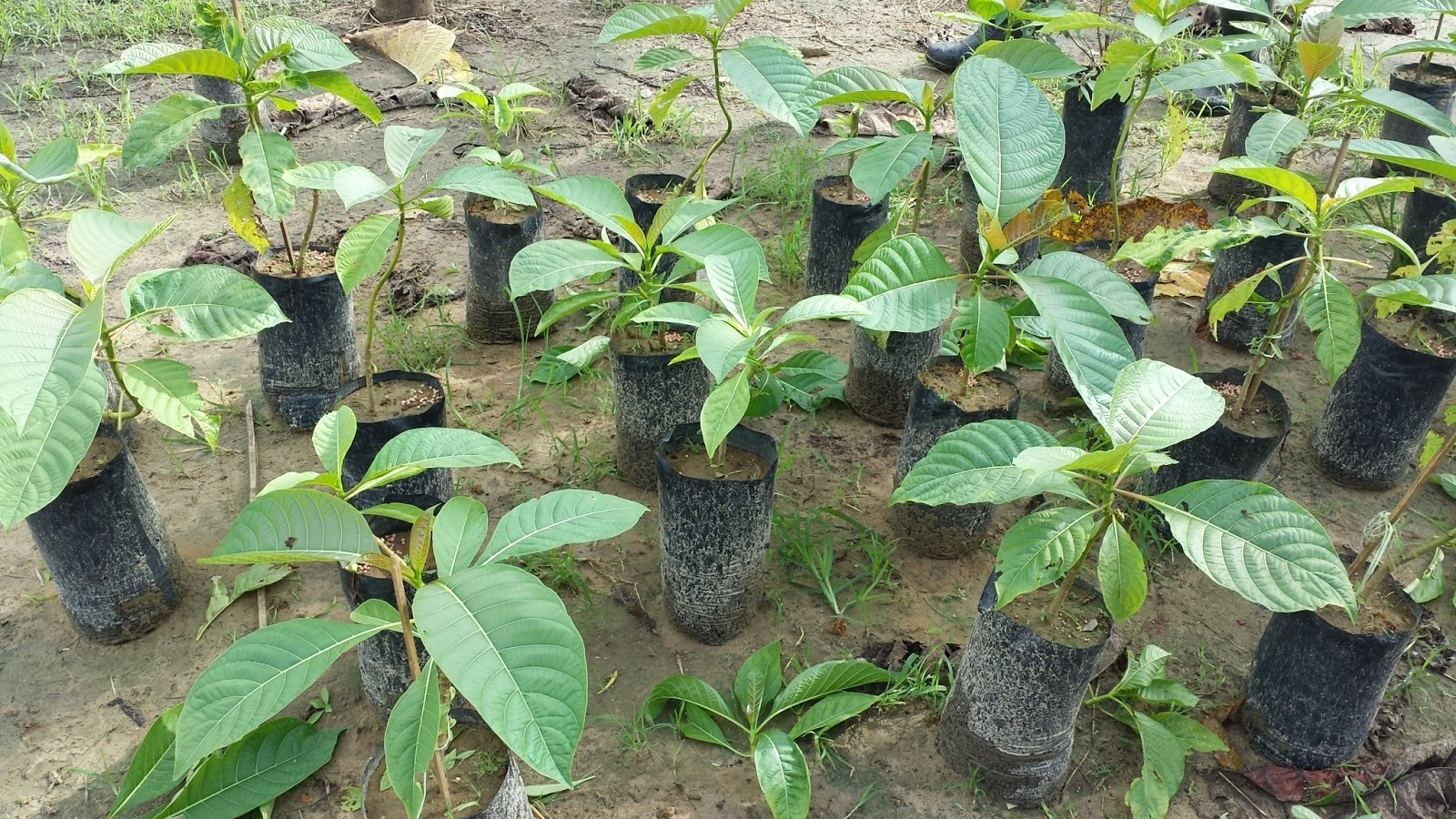 Dari Hutan ke Bandar...: Benih kelampayan @ neolamarckia cadamba