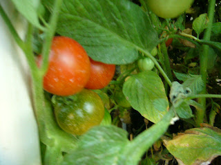 Sacramento Vegetable Gardening: Stupice is as Stupice Does