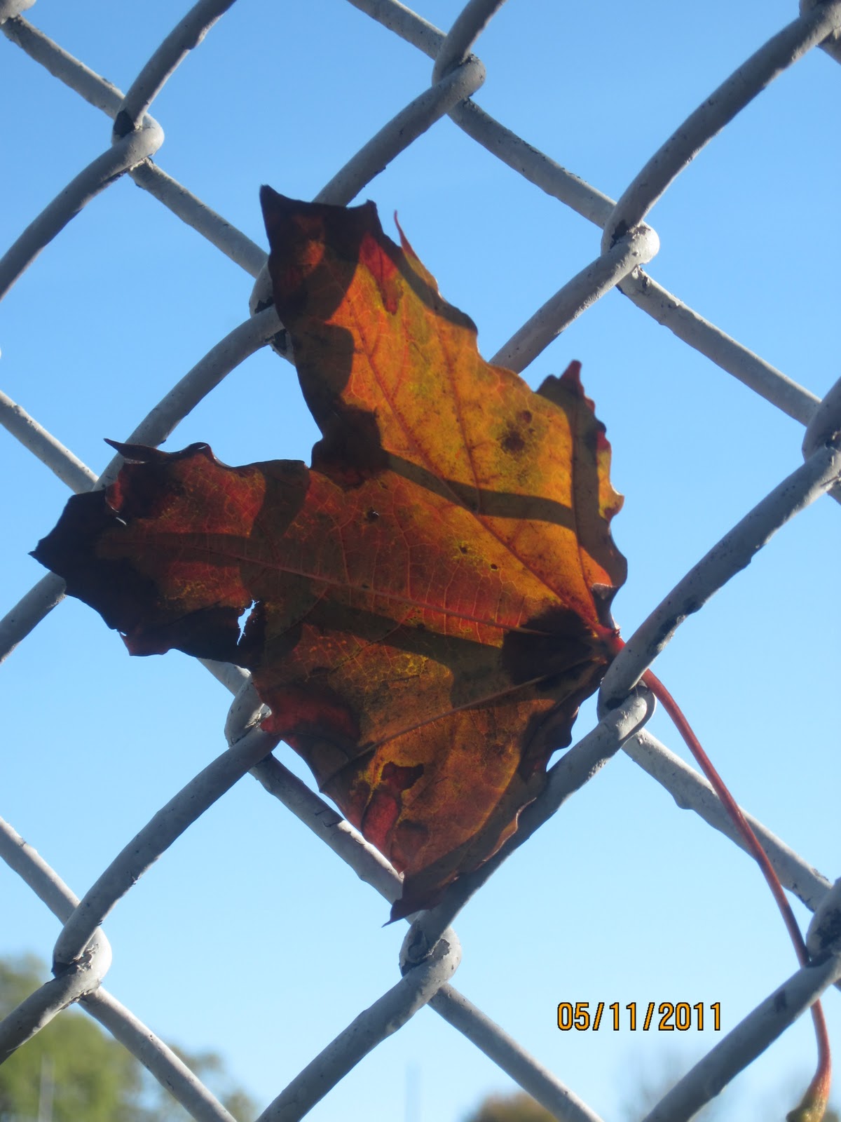 Jackie Farr's Photographs