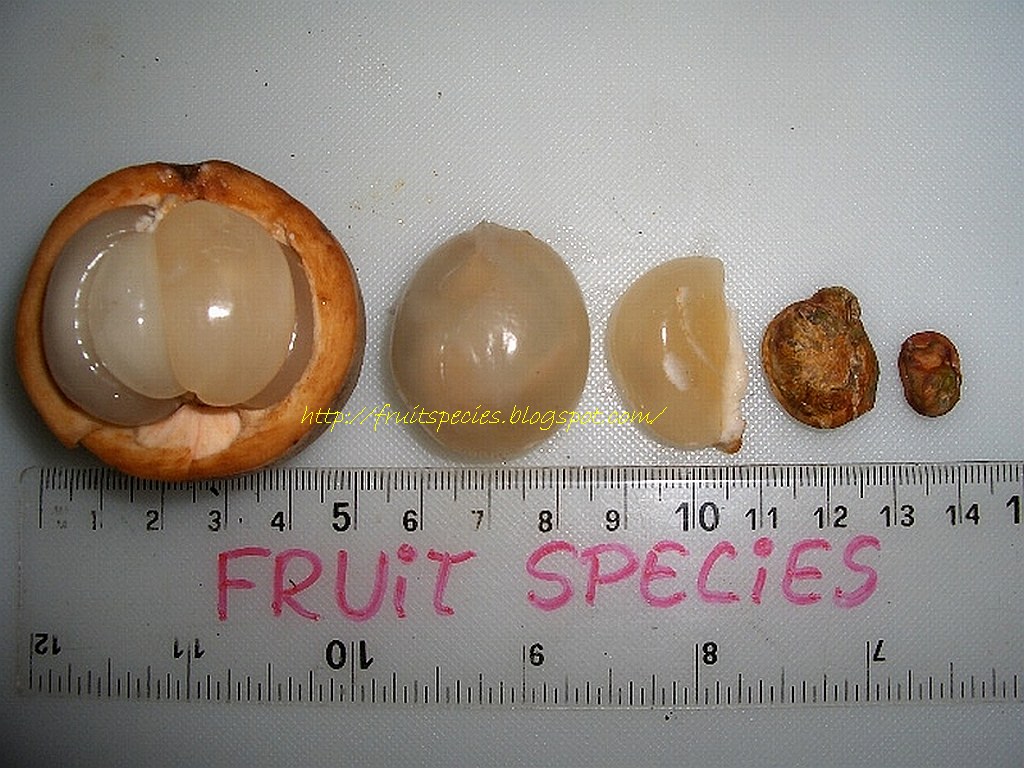 Fruit Species: DUKU
