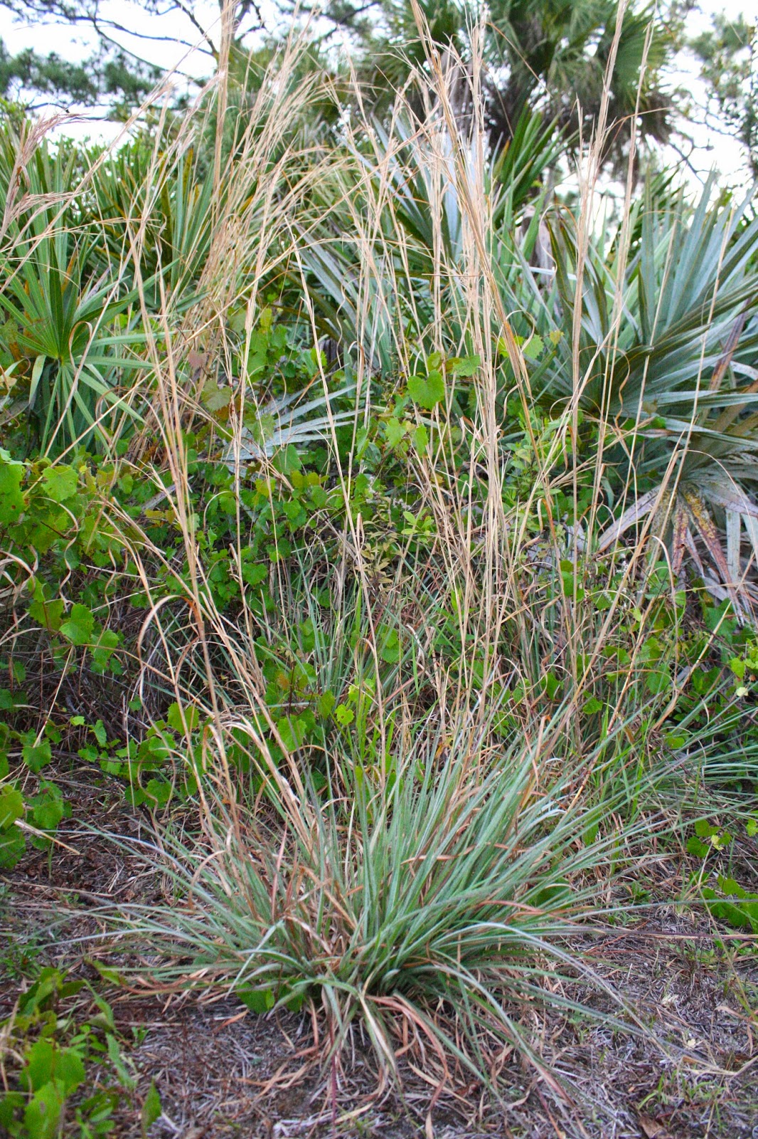 Florida Plantae & Fungi: Fuzzy Grasses