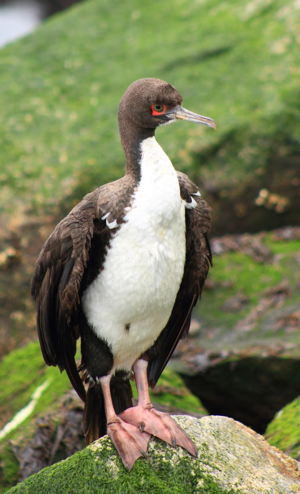 Aves de la VIII Region del Bio Bio: Guanay (Falacrocorax Bougainvillii)