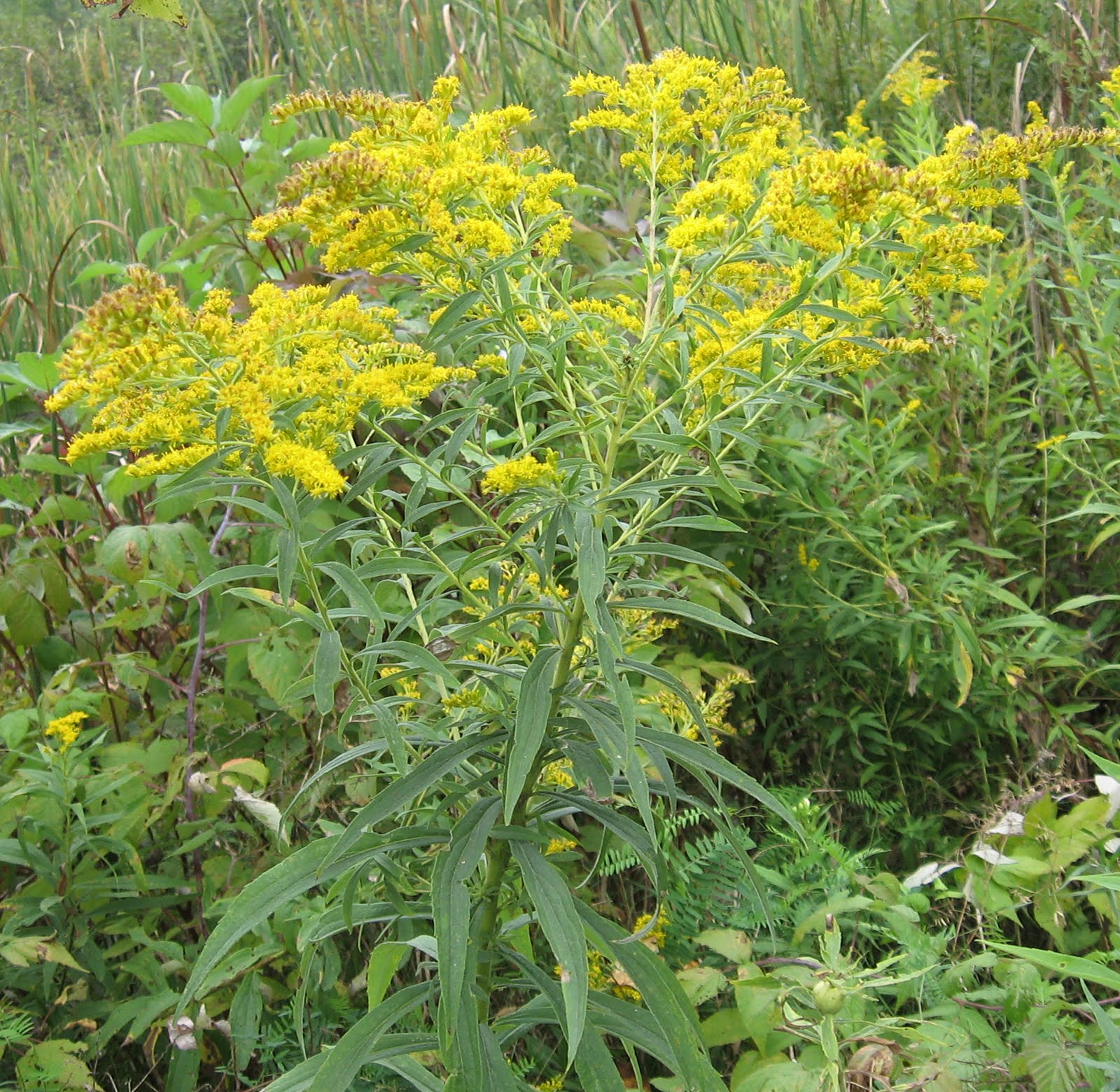 Tangled Web: Getting a Grip on Goldenrods