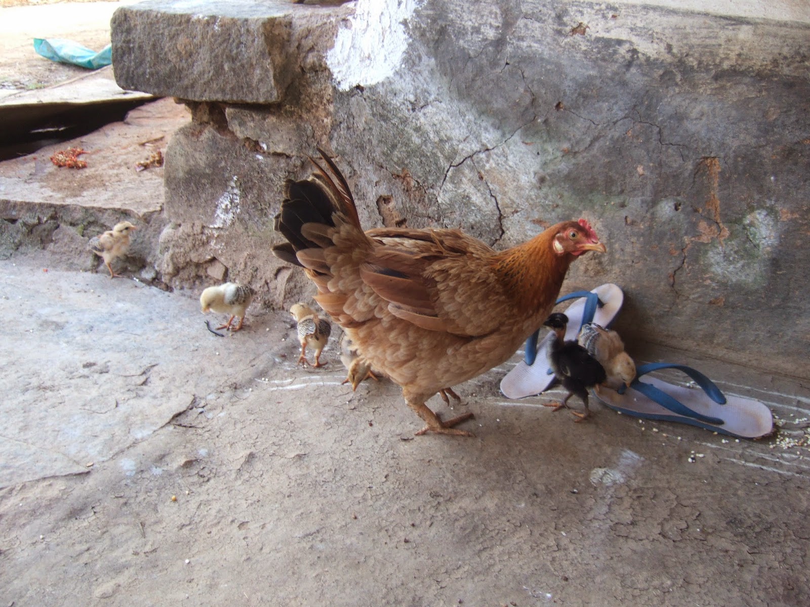 Year 1 Class: Indian Farm Animals