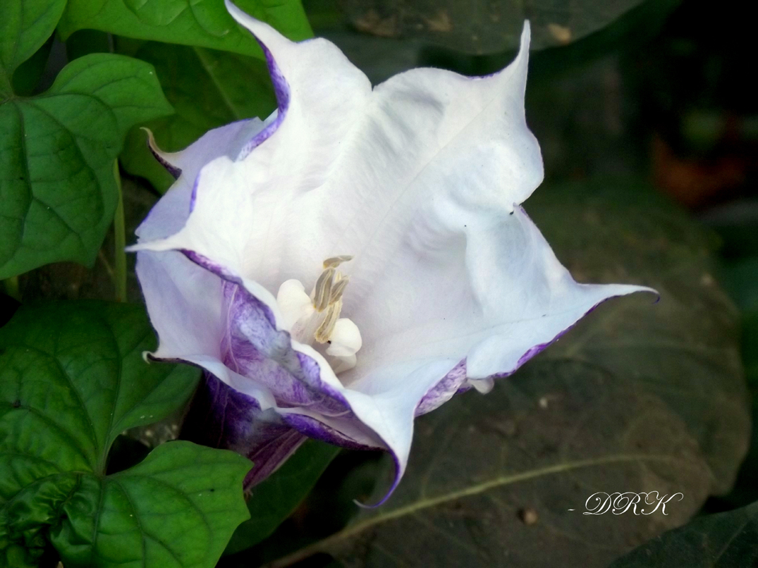Diana Raj Kumari Photography: Datura - White & Purple Double.