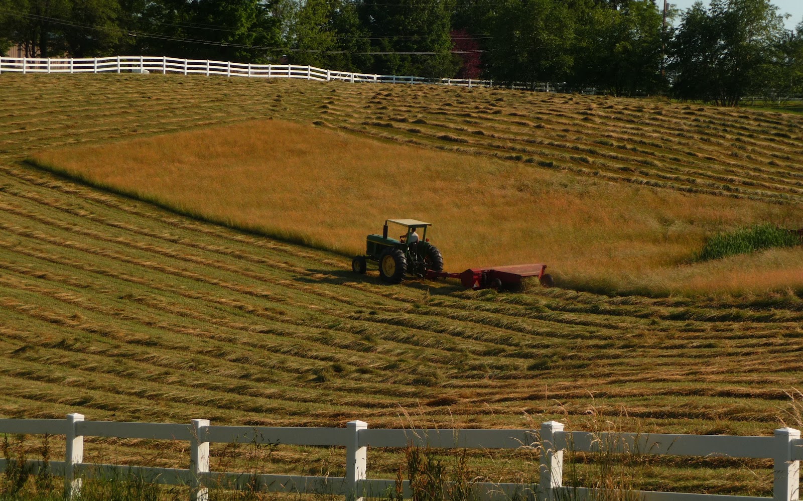 Wild Rose Farm: Neighborhood Haymaking Goes On!