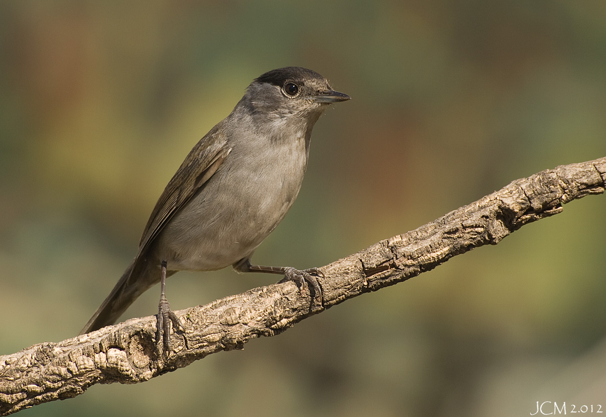 Fauna del Valle - Fotografía de Naturaleza: Curruca capirotada (Sylvia ...