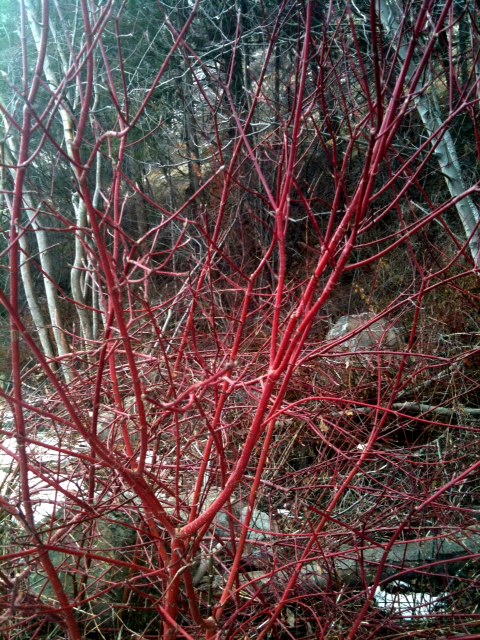 Rue and Hyssop: Wildcrafting - Red Willow