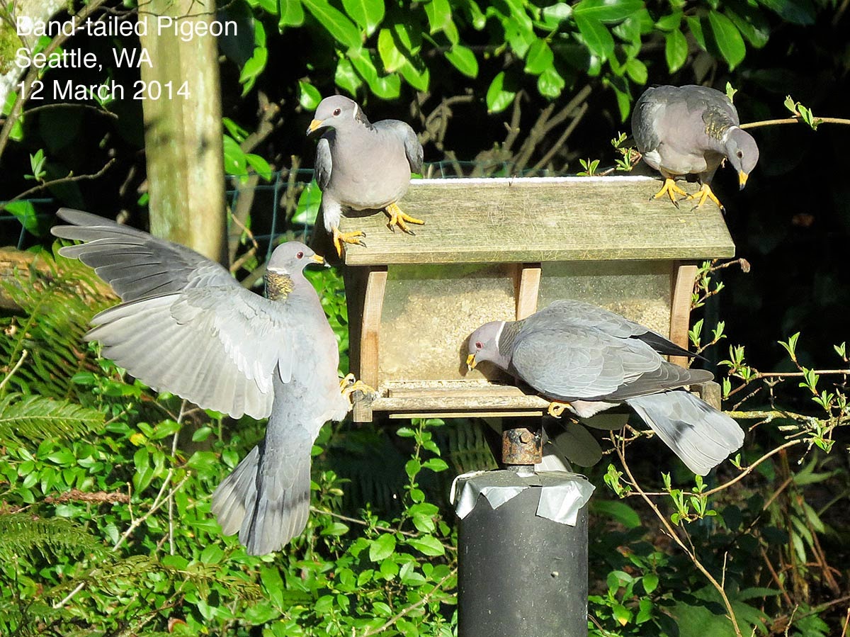Northwest Nature Notes: BAND-TAILED PIGEON