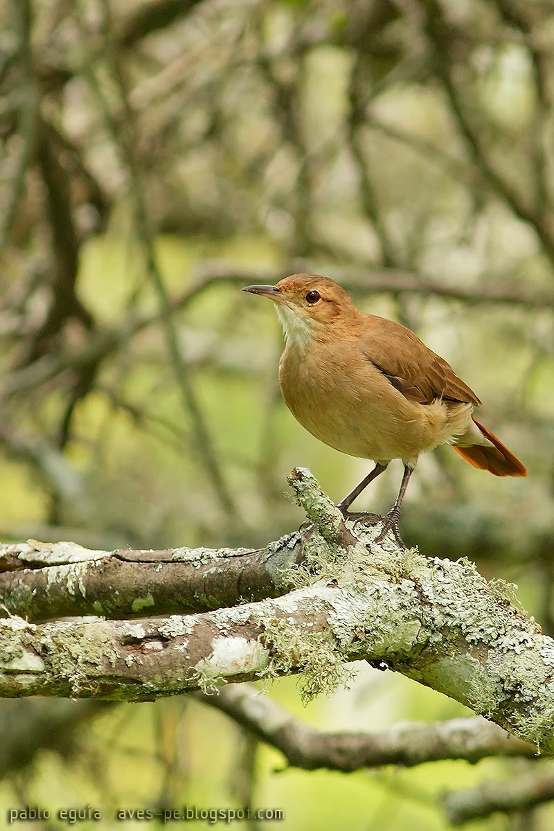 mis fotos de aves: Furnarius rufus Hornero Rufous Hornero