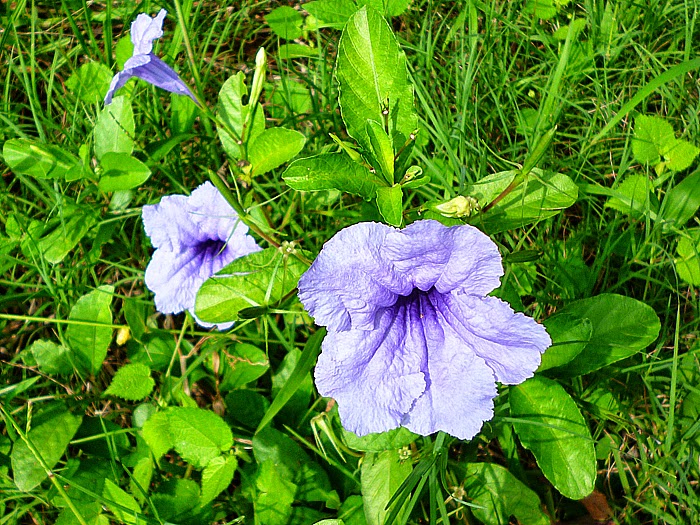 Minnie Root - Ruellia Tuberosa - Wal Puruk | SL Flora