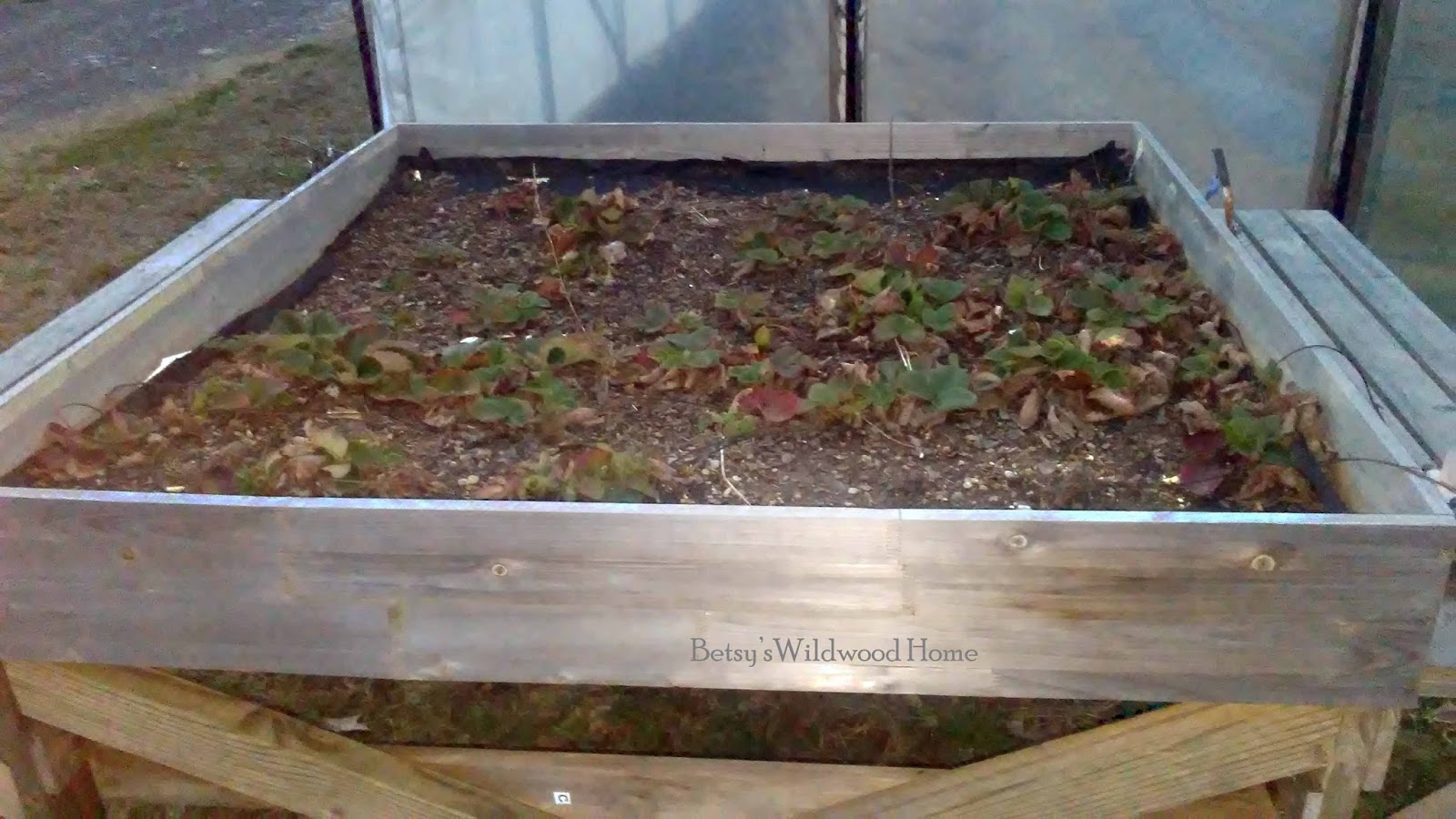 Betsy's Wildwood Home: Strawberry table
