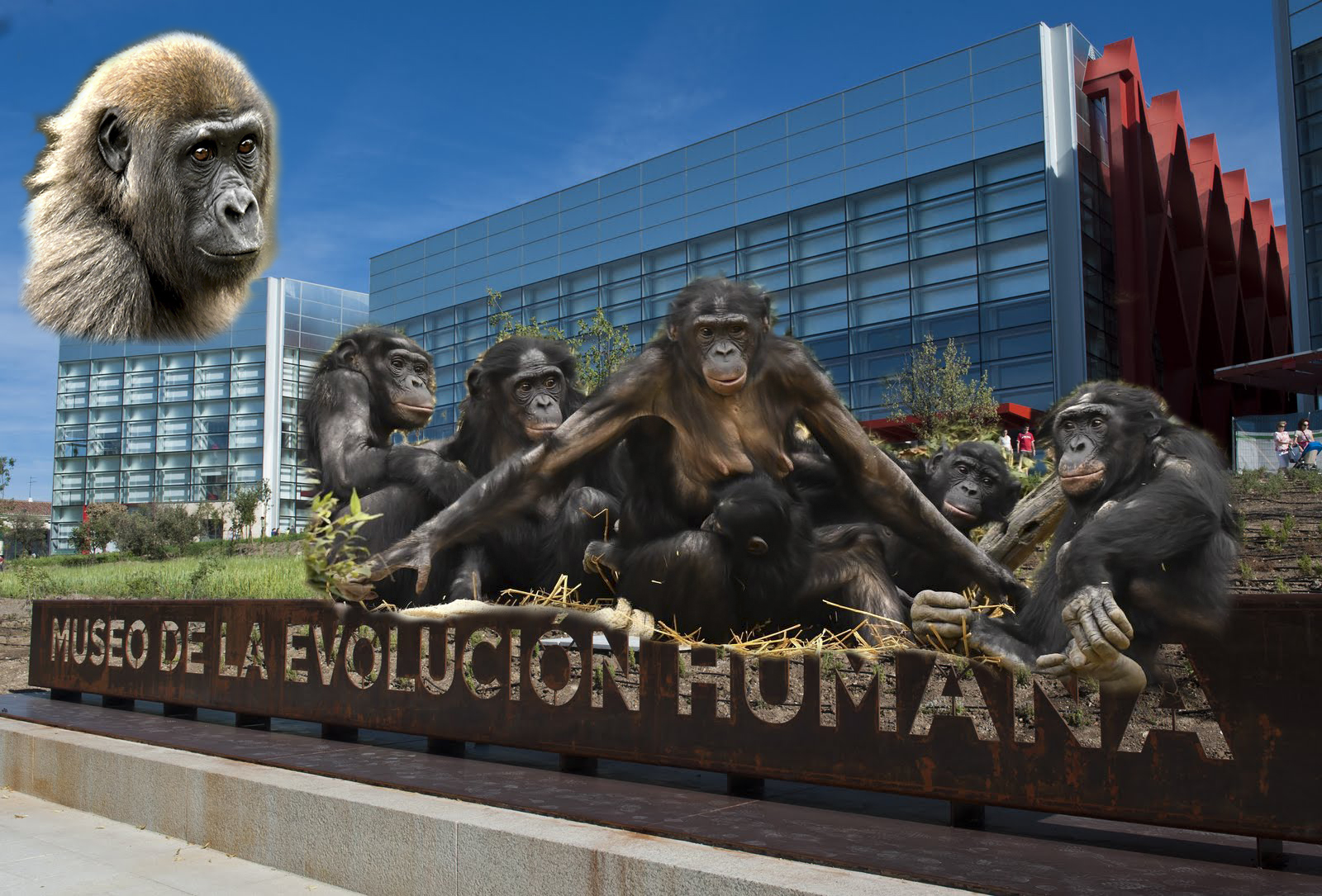 GRANDES SIMIOS PATRIMONIOS VIVOS DE LA HUMANIDAD: PROYECTO GRAN SIMIO ...