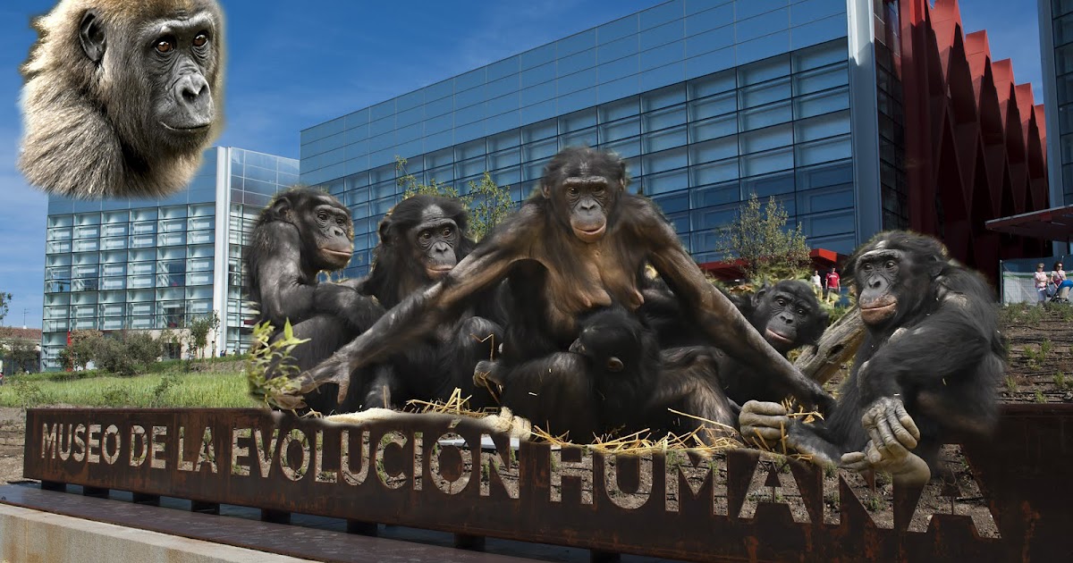GRANDES SIMIOS PATRIMONIOS VIVOS DE LA HUMANIDAD: PROYECTO GRAN SIMIO ...