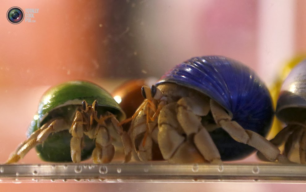 Spades & Hearts: Crab Races in a Bar in Australia