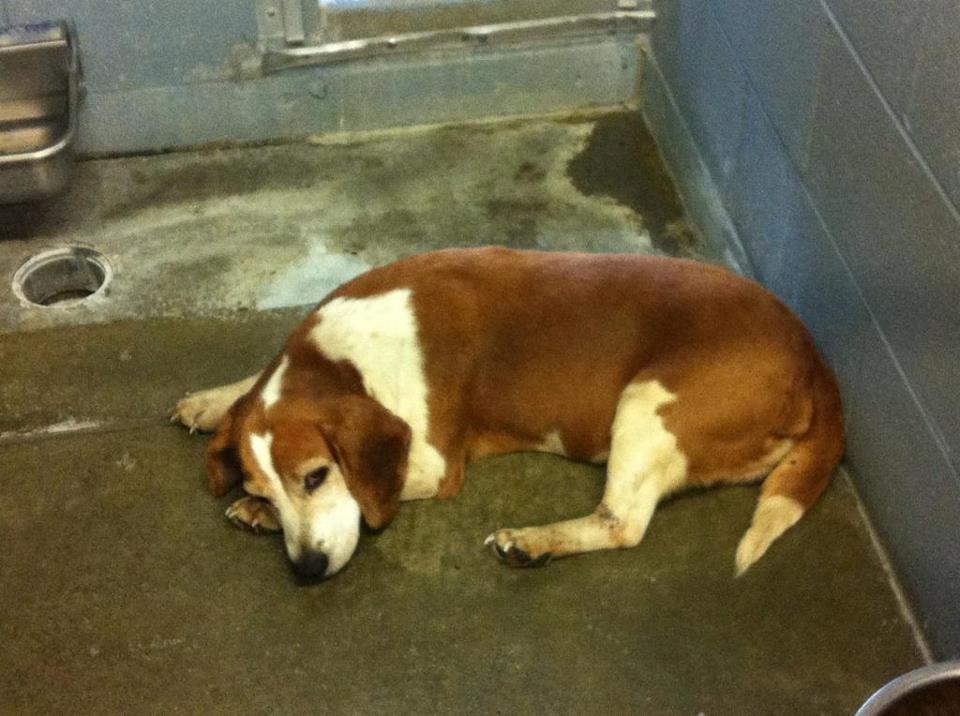 Life With Beagle: Woof Wednesday -- Beagles who need rescue