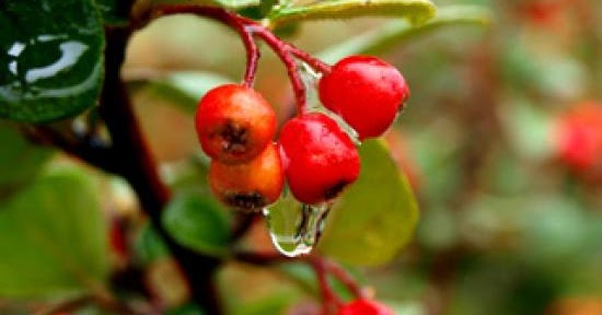 Flori de flori: MACES Macesul este cunoscut si ca stramosul trandafirului.