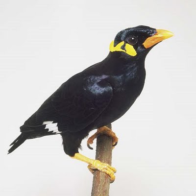 Informasi Seputar Dunia Hewan