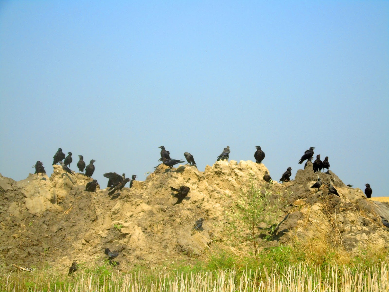 PASARI DIN ROMANIA: CIOARA DE SEMANATURA, Corvus frugilegus
