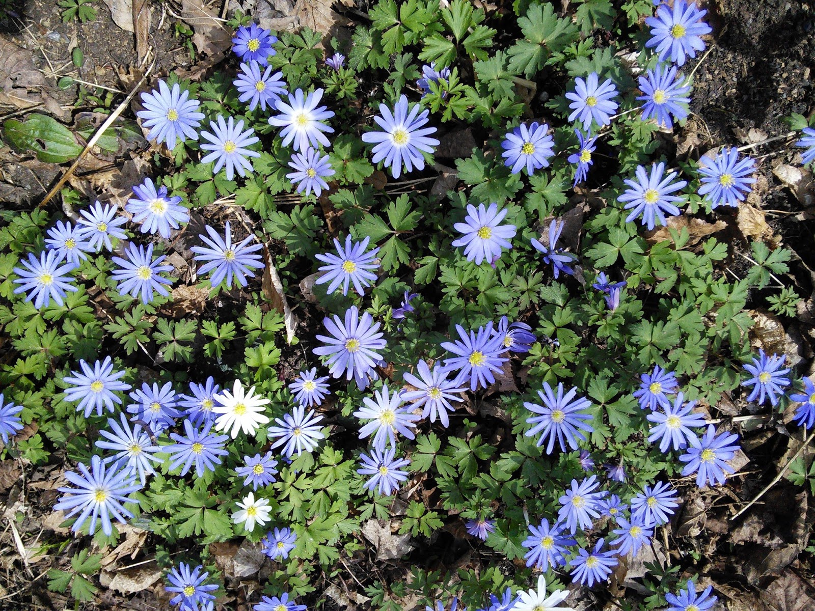 In The Garden: Small Area Ground Covers