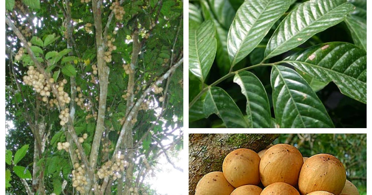 daun pokok duku buah - Sam May