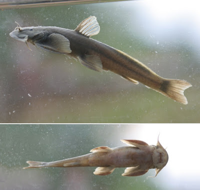 Species New to Science: [Ichthyology • 2017] Exostoma gaoligongense • A ...