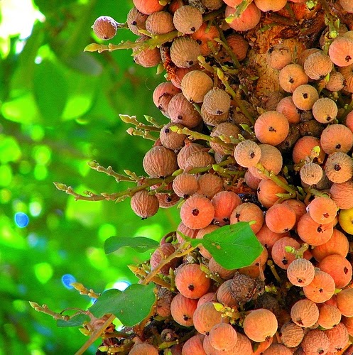 فوائد شجرة السوقم ... الجميز | الصحة والحياة
