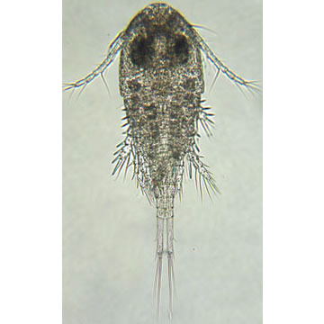 mahasiswa sam ratulangi unversity: sistem klasifikasi Fitoplankton dan ...